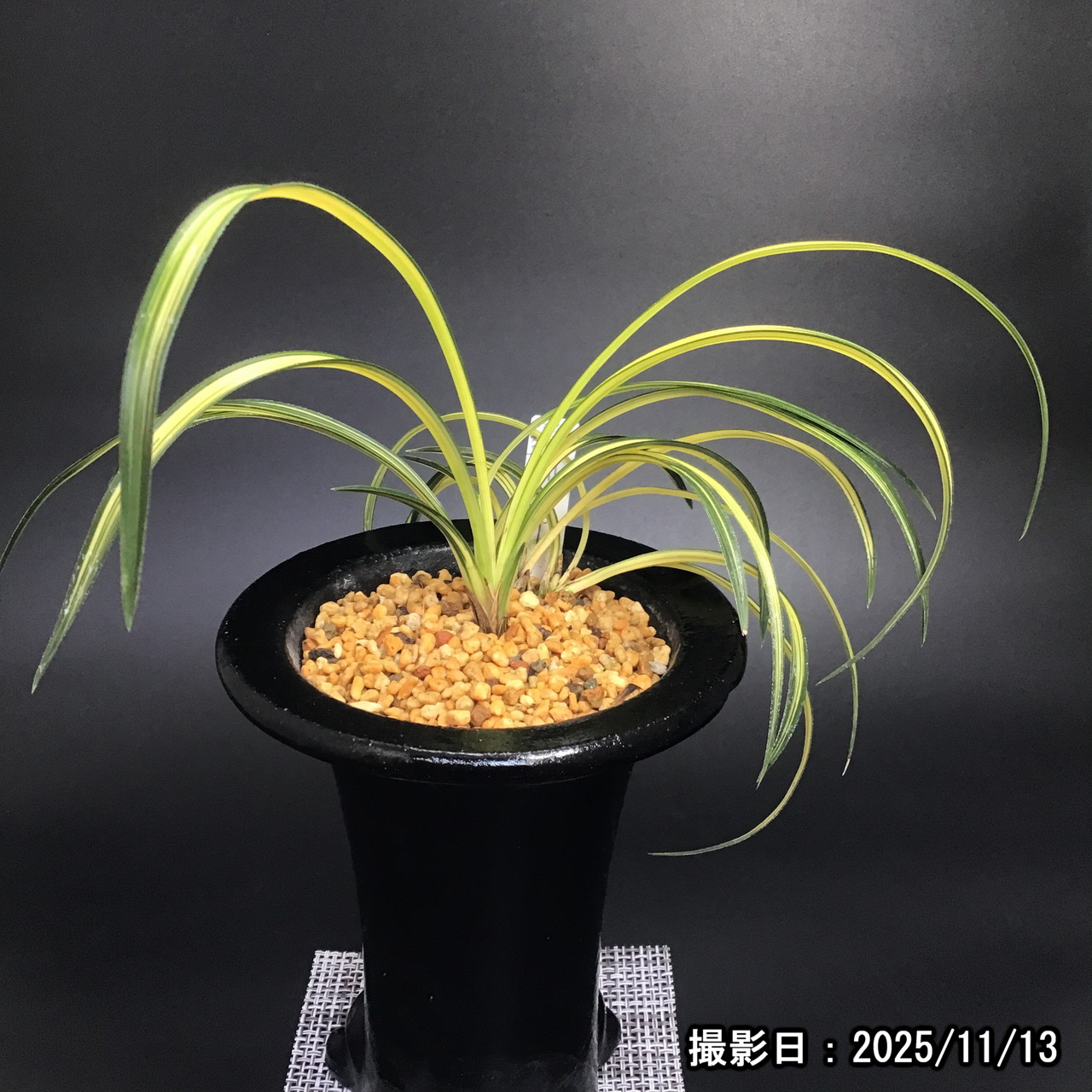 劉邦 ： N 029 春蘭中透縞 - 春蘭販売店 華源：kagen