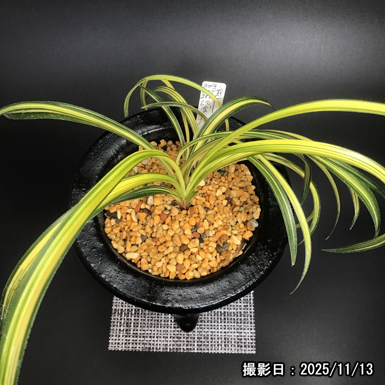 劉邦 ： N 029 春蘭中透縞 - 春蘭販売店 華源：kagen