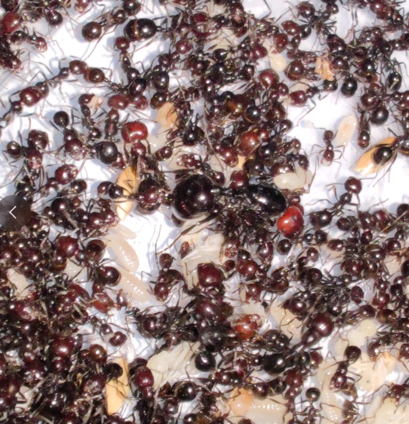 Messor angularis （クロナガアリ系） - Ant Museum（アントミュージアム）アリ販売専門店