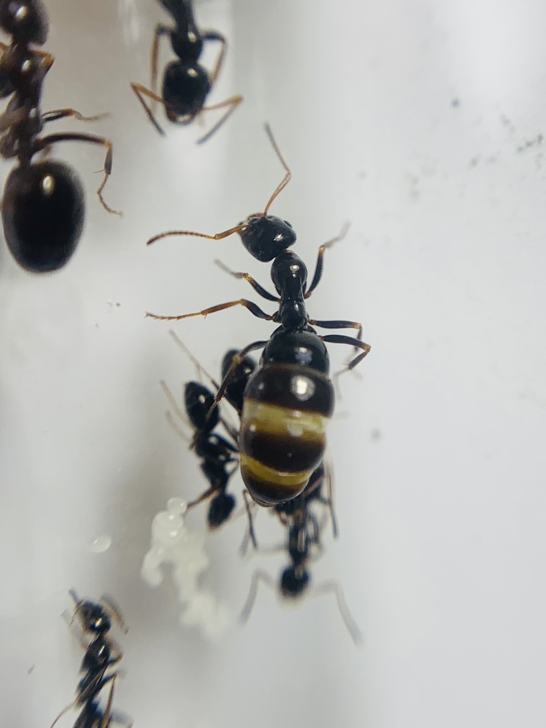 Proformica mongolica （ハナミヤマアリ系） - Ant Museum（アントミュージアム）アリ販売専門店