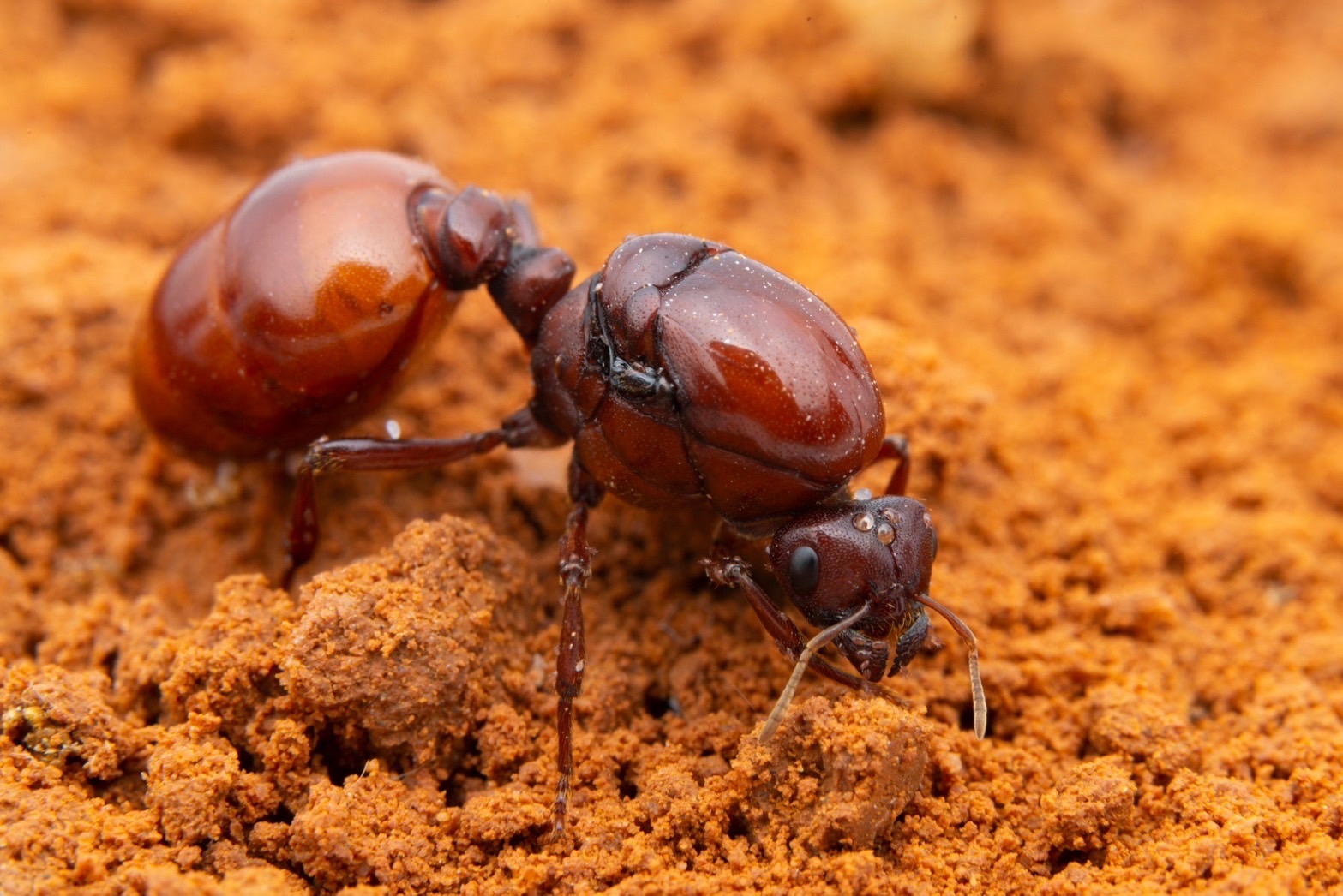 Carebara lignata（カレバラアリ系） - Ant Museum（アントミュージアム）アリ販売専門店