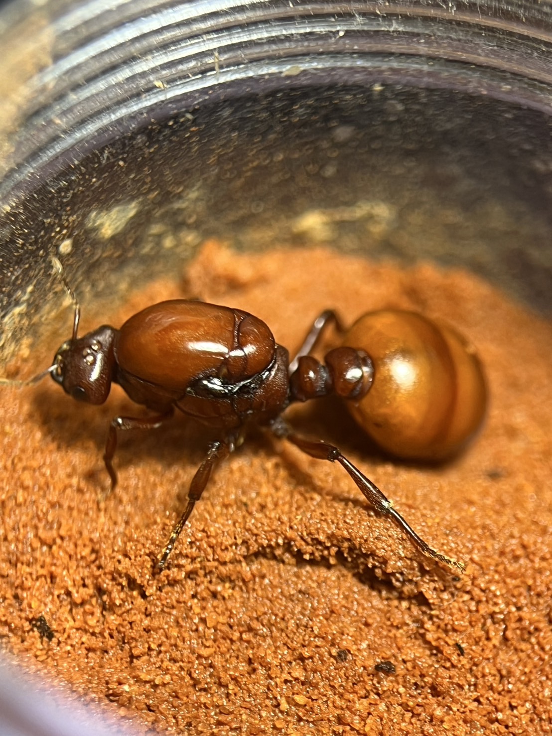 Carebara castanea（カレバラアリ系） - Ant Museum（アントミュージアム）アリ販売専門店