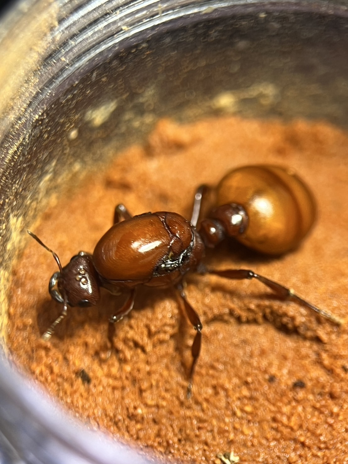 Carebara castanea（カレバラアリ系） - Ant Museum（アントミュージアム）アリ販売専門店