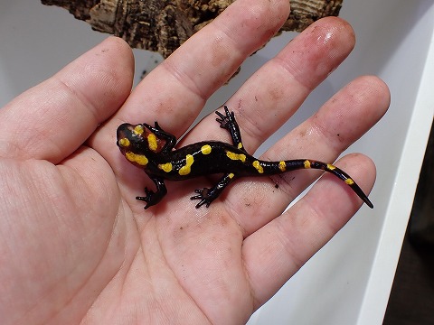 スプレンデスアルジェリアファイヤーサラマンダー『Red line』“Bab Berred No,1” - 爬虫類倶楽部