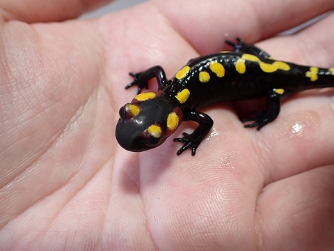 スプレンデスアルジェリアファイヤーサラマンダー『Red line』“Bab Berred No,1” - 爬虫類倶楽部