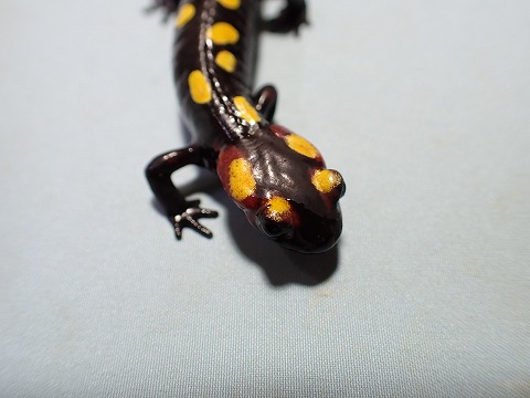 スプレンデスアルジェリアファイヤーサラマンダー『Red line』“Bab Berred No,1” - 爬虫類倶楽部