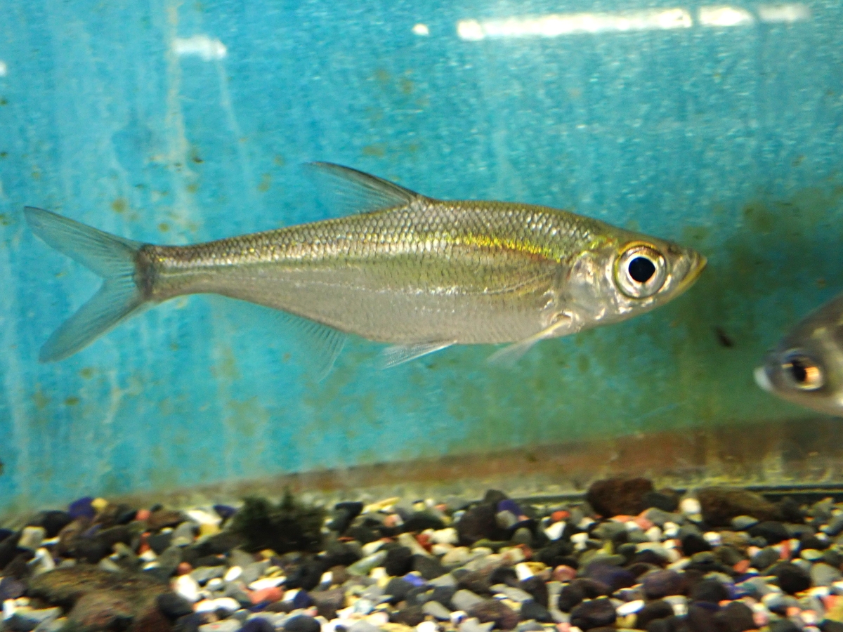 Ancherythroculter lini ”中国” 15-17cm - 【KATSUAYU】観賞魚ショッピングカート