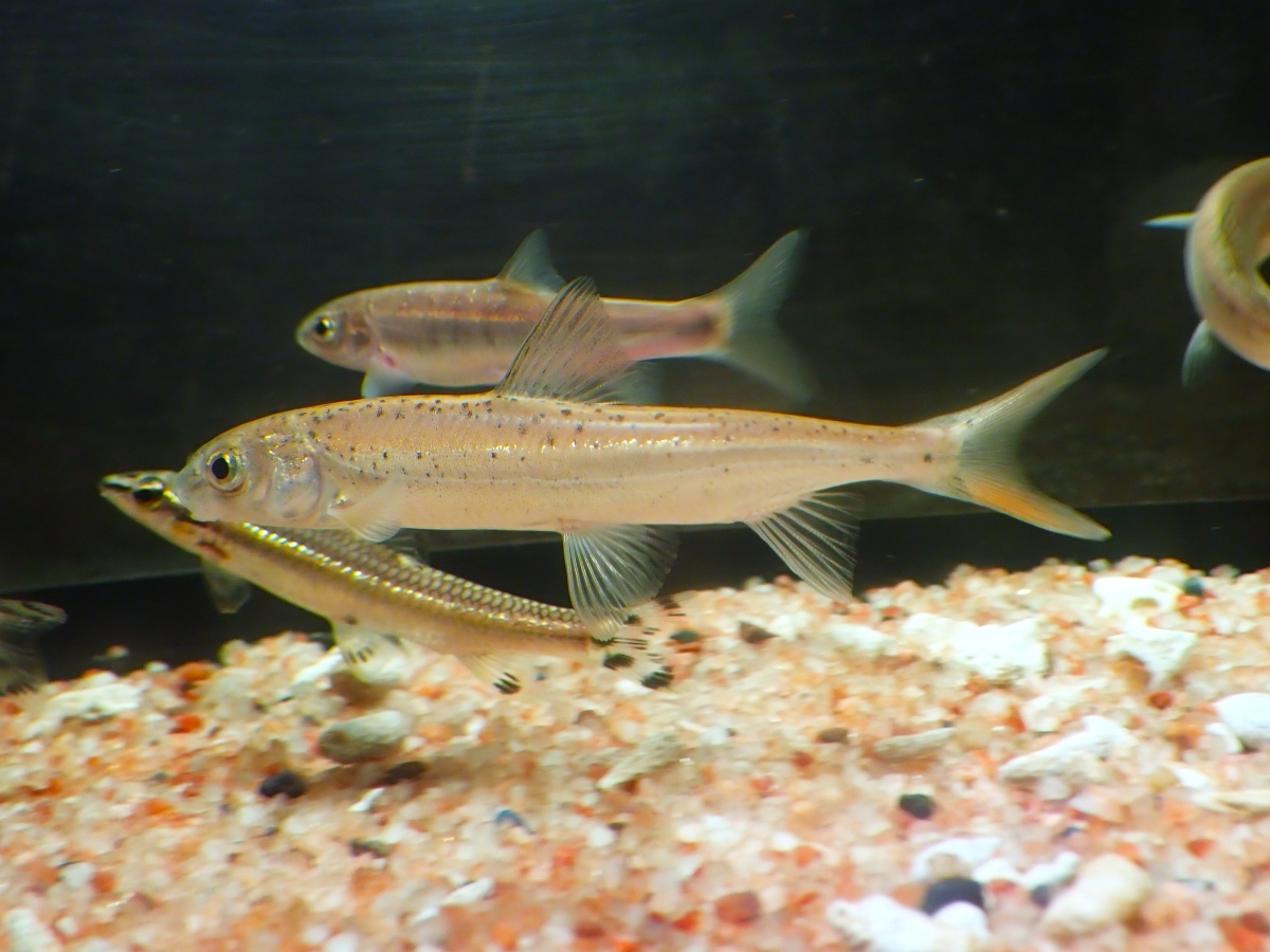 Gymnodiptychus pachycheilus ”中国” - 【KATSUAYU】観賞魚ショッピングカート