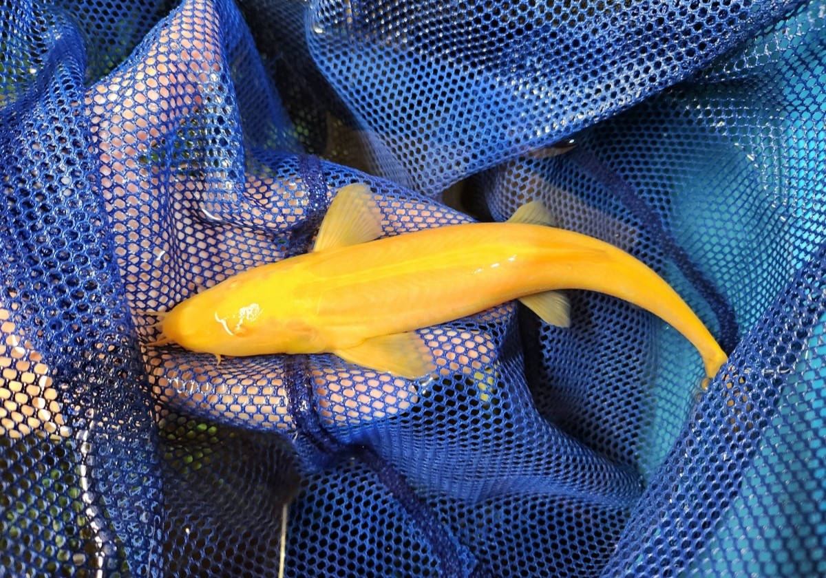 中国エンペラーローチ アルビノ 15cm - 【KATSUAYU】観賞魚ショッピングカート