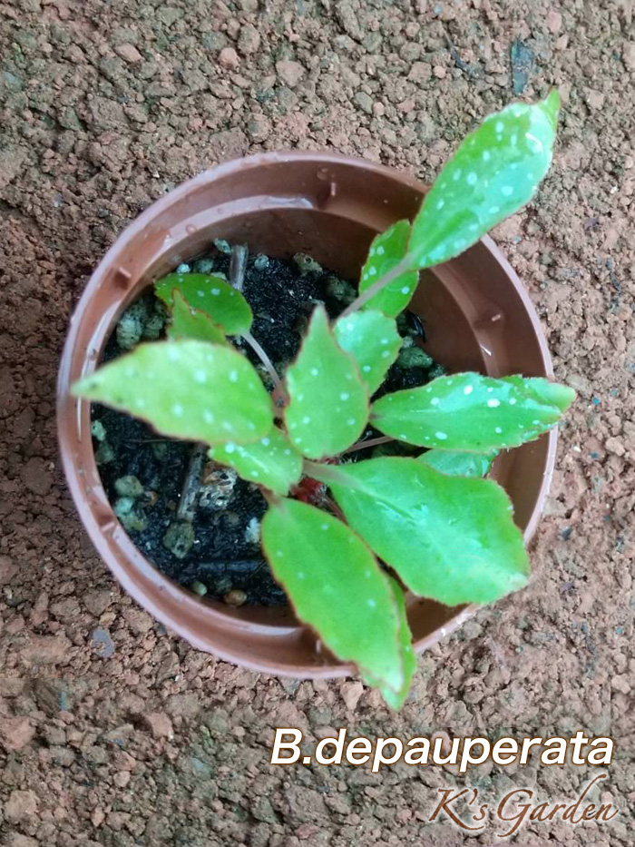 B.depauperata - K's Garden