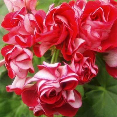 ローズバッド（ROSE BUD）/チェリーブロッサムプティ ローズバッドシュープリーム. - K's Garden