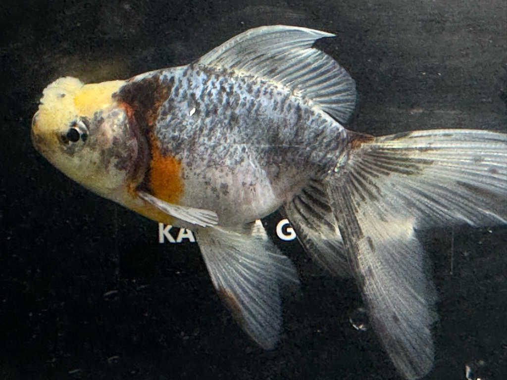 キャリコ花房 11cm - 金魚専門店 カハラ