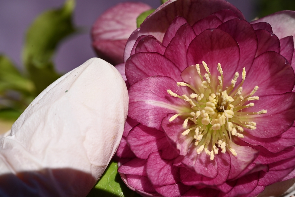 クリスマスローズ開花株 498 - North Village クリスマスローズ専門店 きたむら