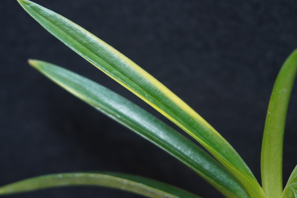 富貴蘭「建国縞」 - 【桜井園芸web shop】 富貴蘭/長生蘭/石斛 通販専門店