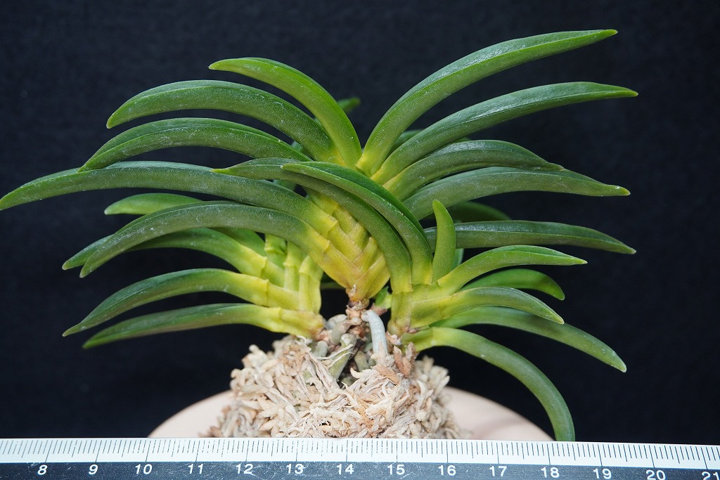 富貴蘭「弁天」 - 【桜井園芸web shop】 富貴蘭/長生蘭/石斛 通販専門店