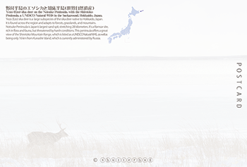 エゾシカと知床半島（世界自然遺産） ポストカード - shutterbug postcards