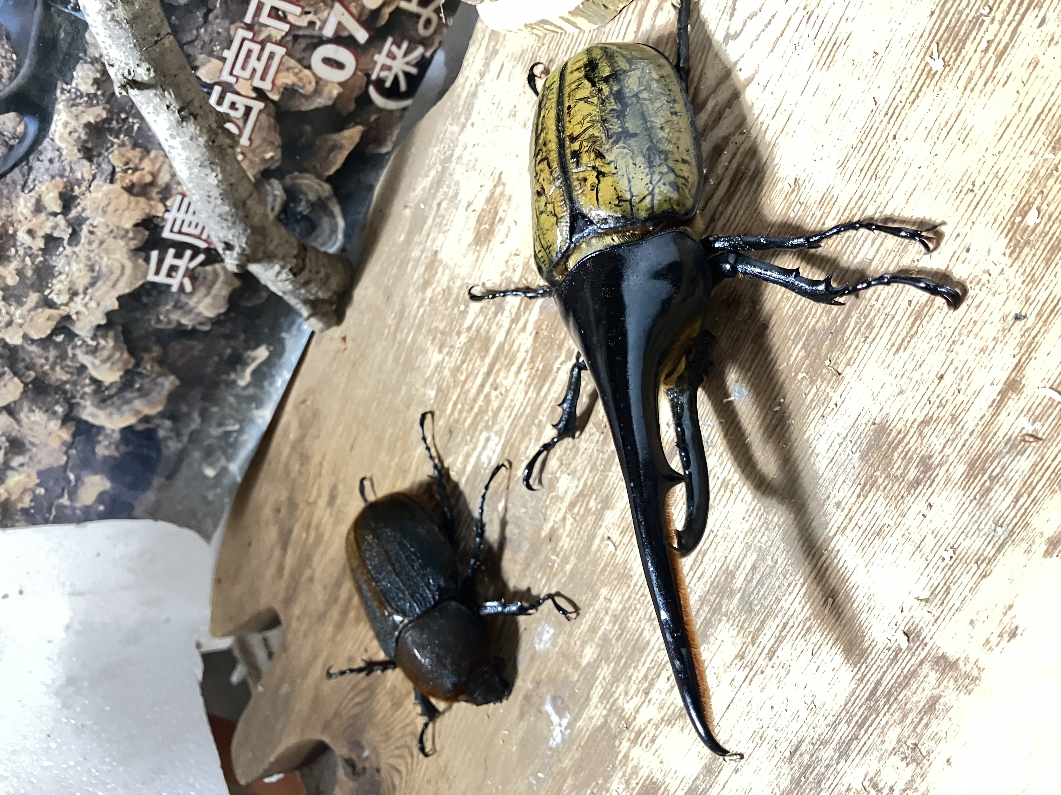 大型ヘラクレス1♂2♀ - クワガタ・カブト販売店 -Wonder Glove- 販売ページ
