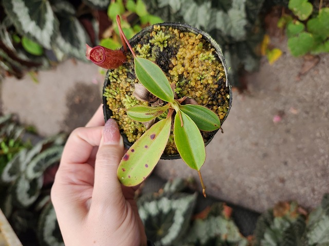 J219 1-4 N. attenboroughii VL - Y's Exotics （山田食虫植物農園）