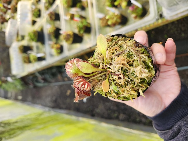 Y934 1-1 Cephalotus follicularis Fred Howell Giant MC - Y's Exotics （山田食虫植物農園）