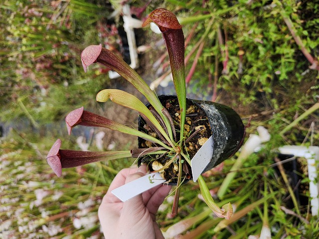 Y560 S. 波千鳥 - Y's Exotics （山田食虫植物農園）