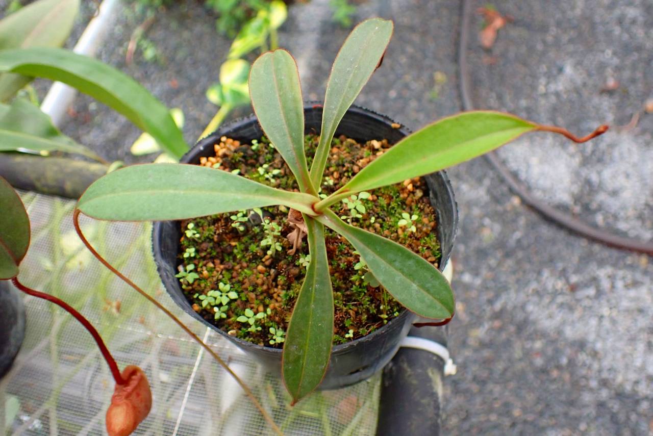 R147 5-3 #BBB N. argentii x armin {sibuyan, Philippines} [BCP Id# N288-03] BCP - Y's Exotics （山田 ...