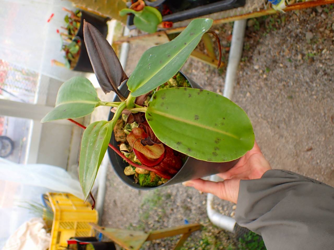 G173 1-2 N. rajah (seedlng) JH - Y's Exotics （山田食虫植物農園）