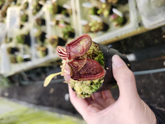 Y934 1-1 Cephalotus follicularis Fred Howell Giant MC - Y's Exotics （山田食虫植物農園）