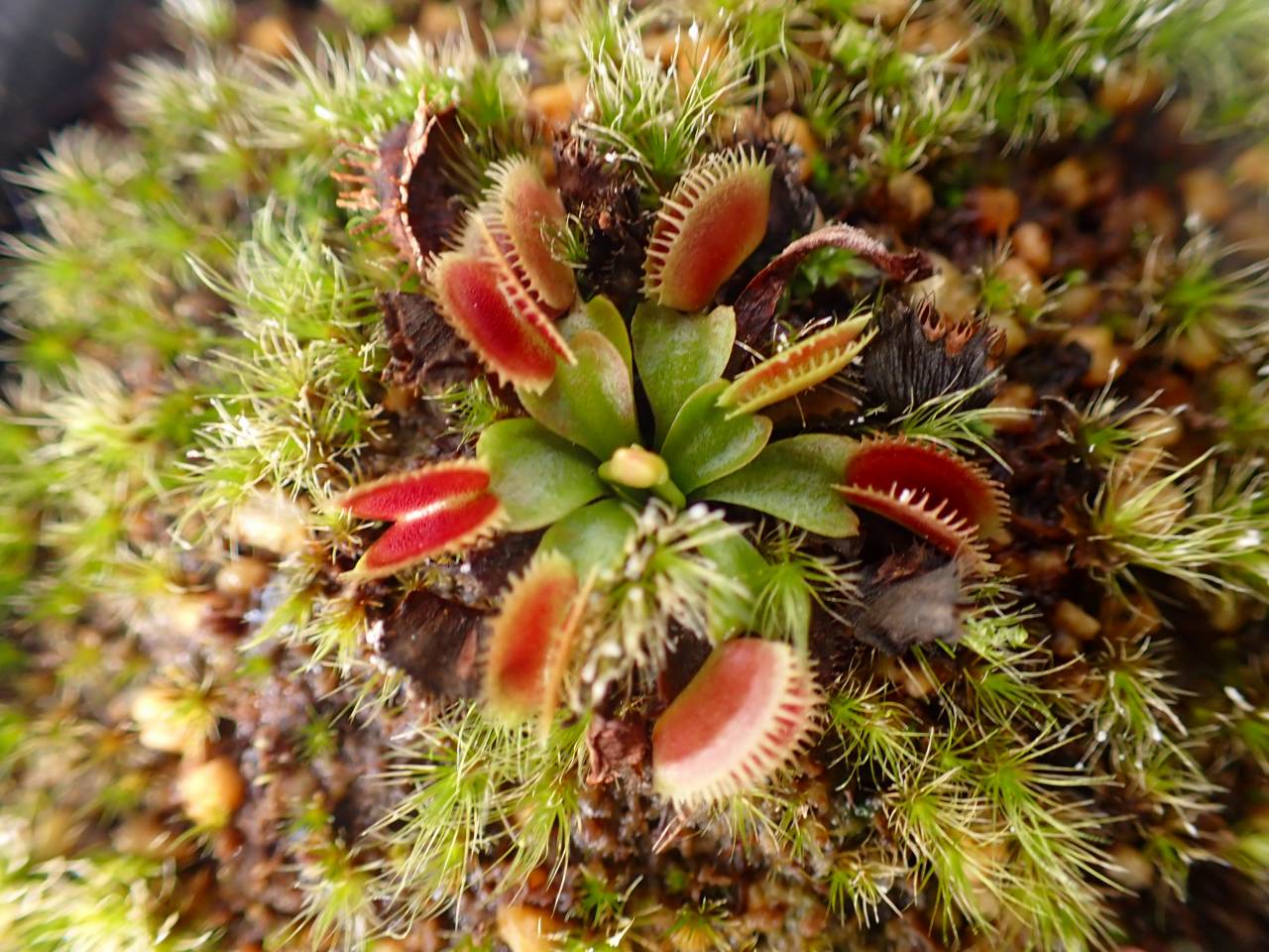 P091 5-2 Dionaea muscipula "UK Sawtooth Ⅰ" (#DIO_142) CK - Y's Exotics （山田食虫植物農園）